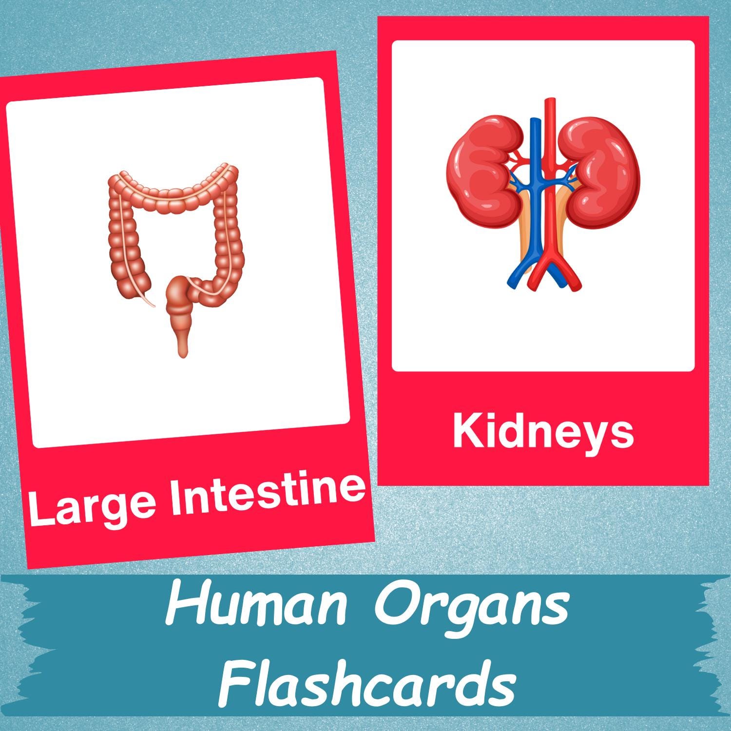 16 Human Organs Flashcards | Human Body Organ Cards for Kids | Internal ...