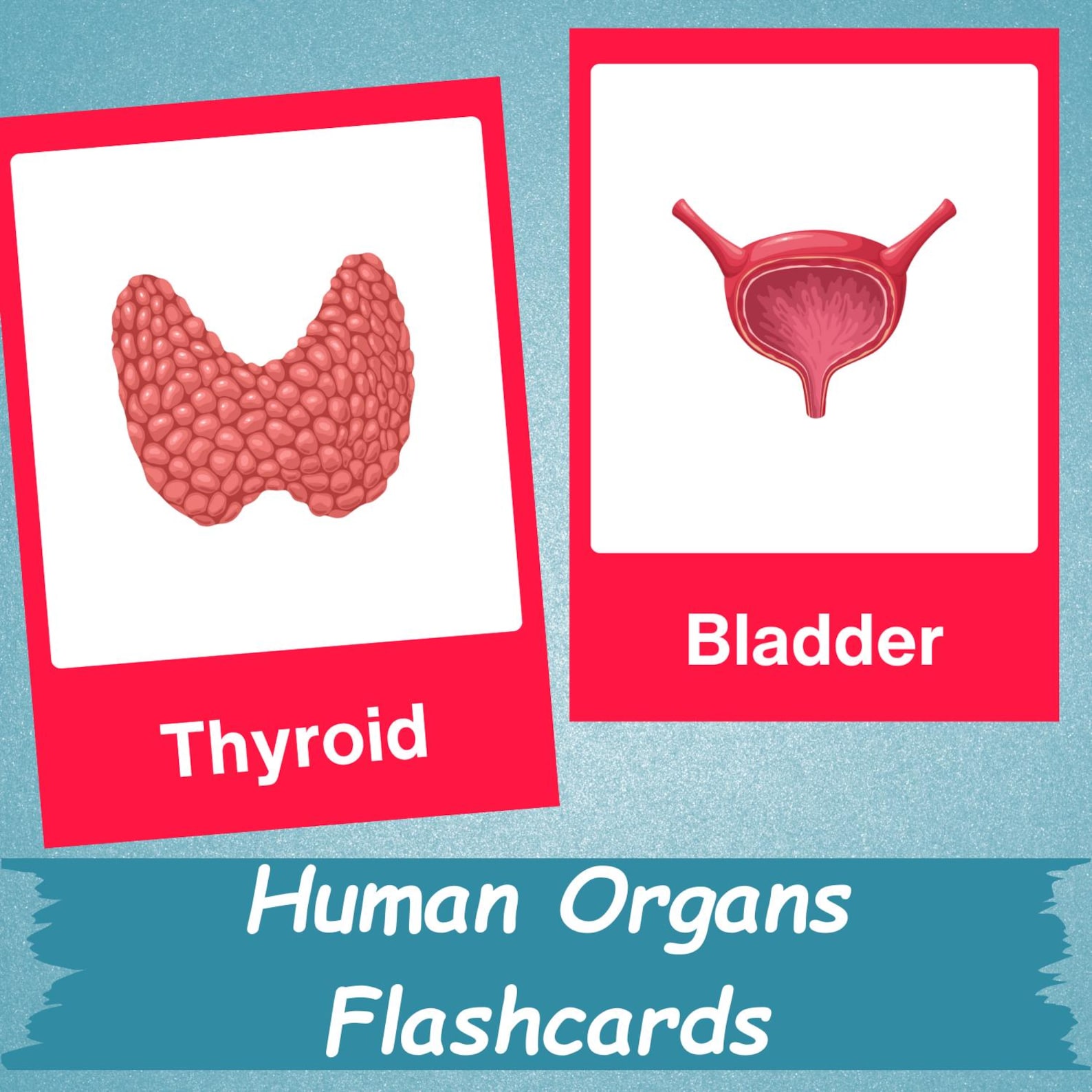 16 Human Organs Flashcards | Human Body Organ Cards for Kids | Internal ...
