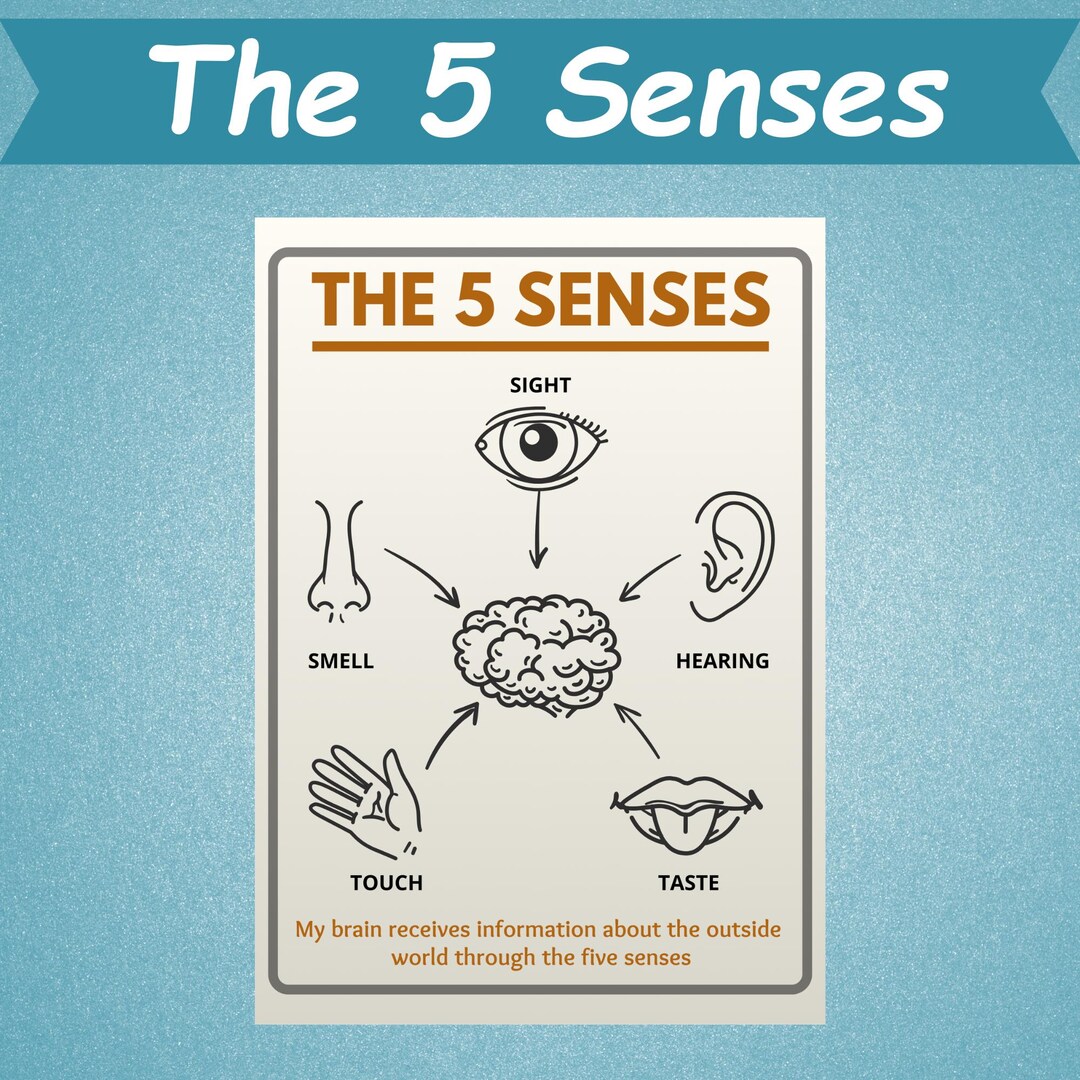 Five Senses Posters | Preschool Kindergarten Posters | 5 Senses ...