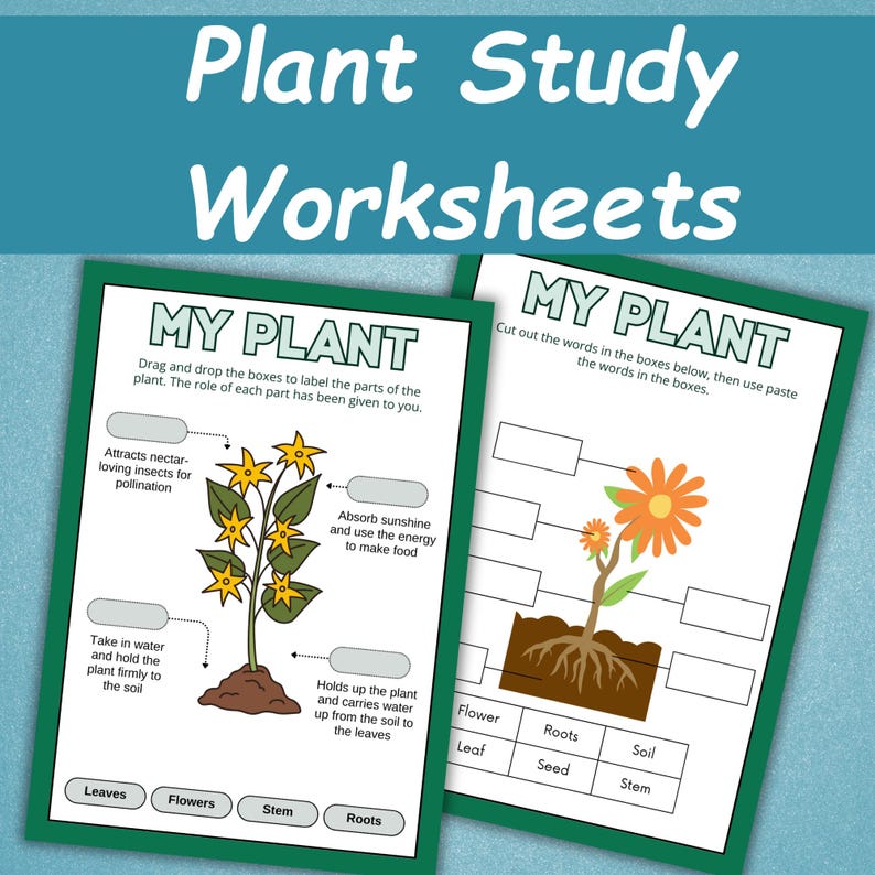 Parts of Plant Worksheet | Types of Plant Busy Book | Plant Labelling ...