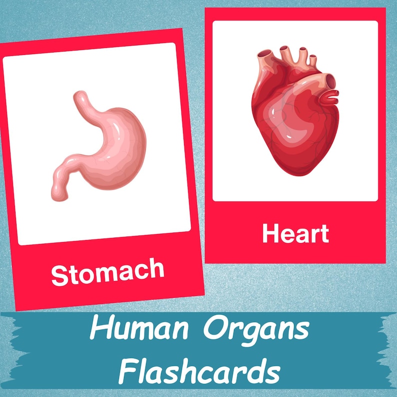 16 Human Organs Flashcards | Human Body Organ Cards for Kids | Internal ...