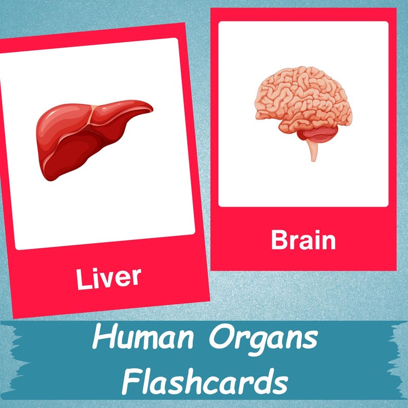 16 Human Organs Flashcards | Human Body Organ Cards for Kids | Internal ...