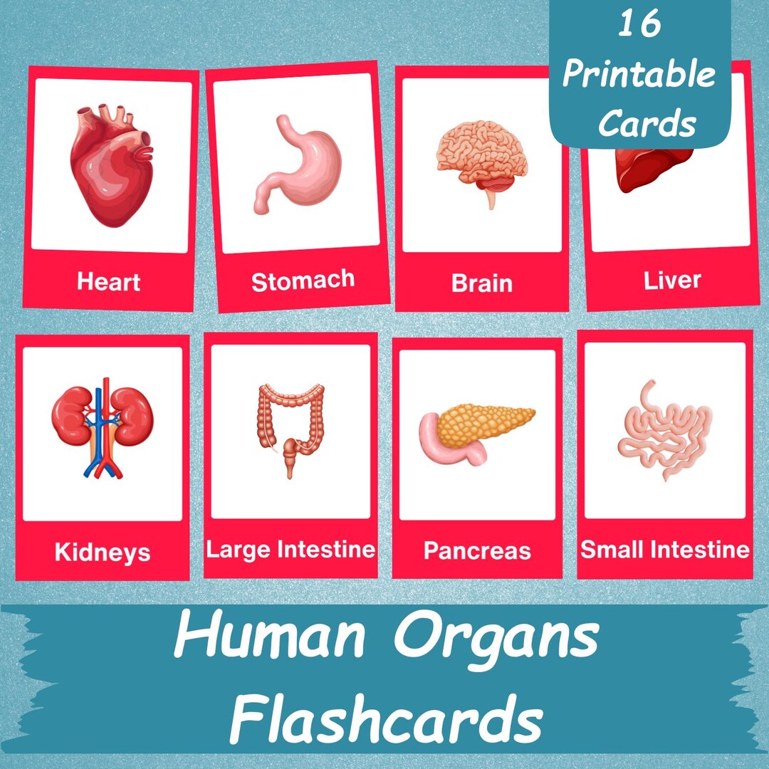 16 Human Organs Flashcards | Human Body Organ Cards for Kids | Internal ...