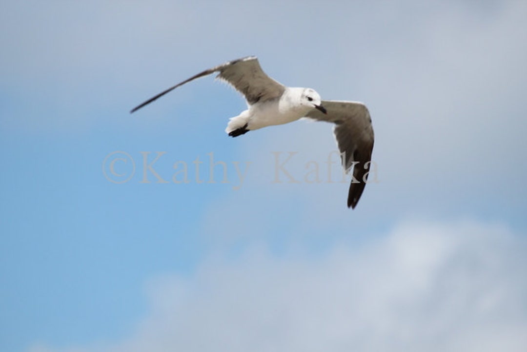 Photo Art by Kathy Kafka - Seagull Bird Flying Fine Art Photography ...