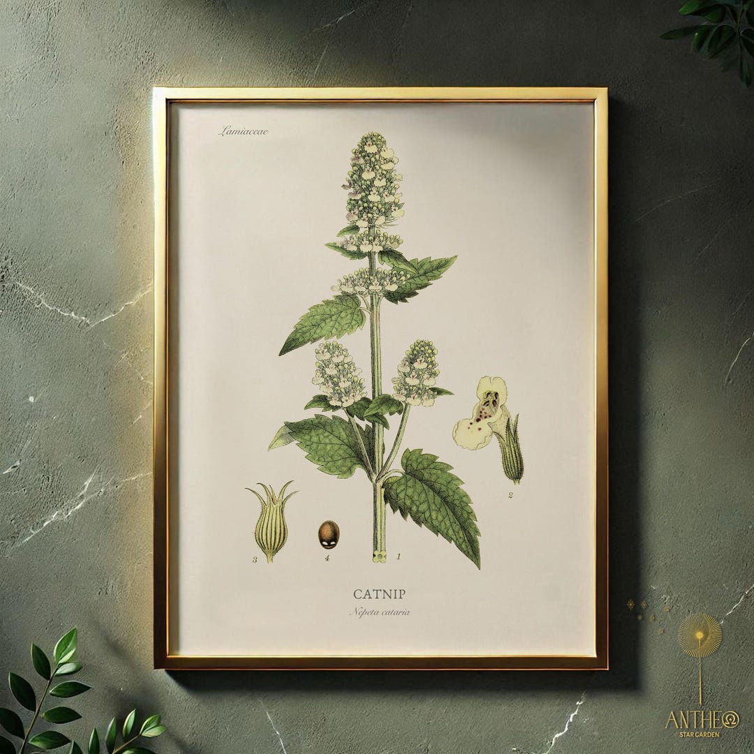 Catnip Botanical Print, Vintage Herb Art (digital Download) - Etsy