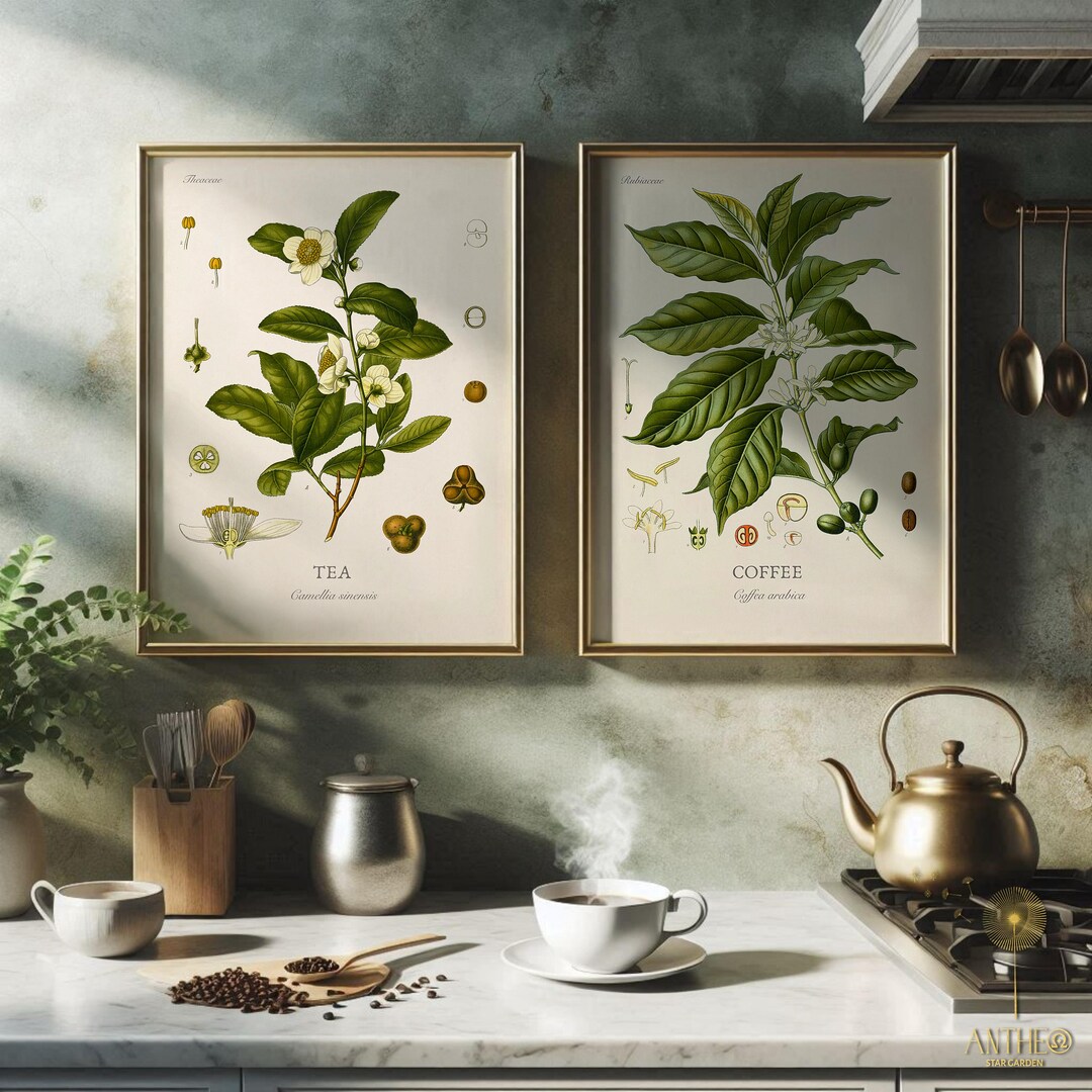 Tea and Coffee Botanical Print Set, Camellia Sinensis & Coffea Arabica ...
