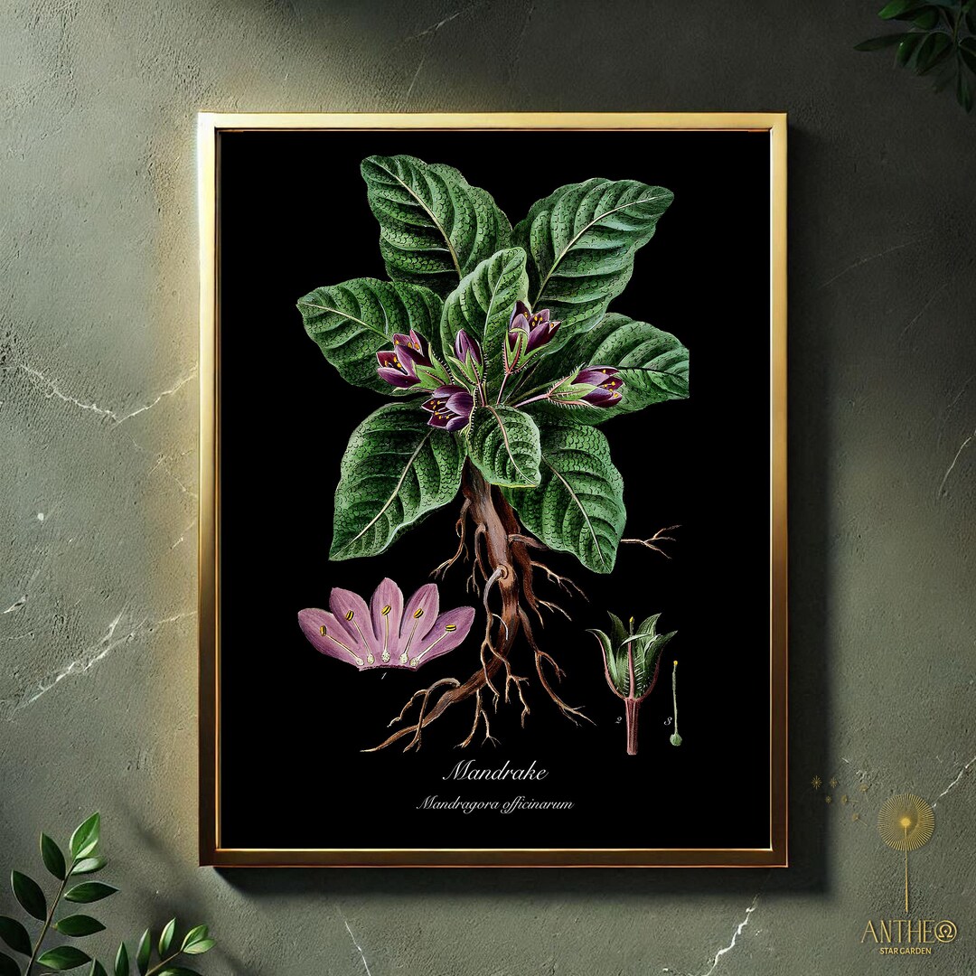 Mandrake Botanical Print – Mandragora Officinarum JPEG – Poisonous ...
