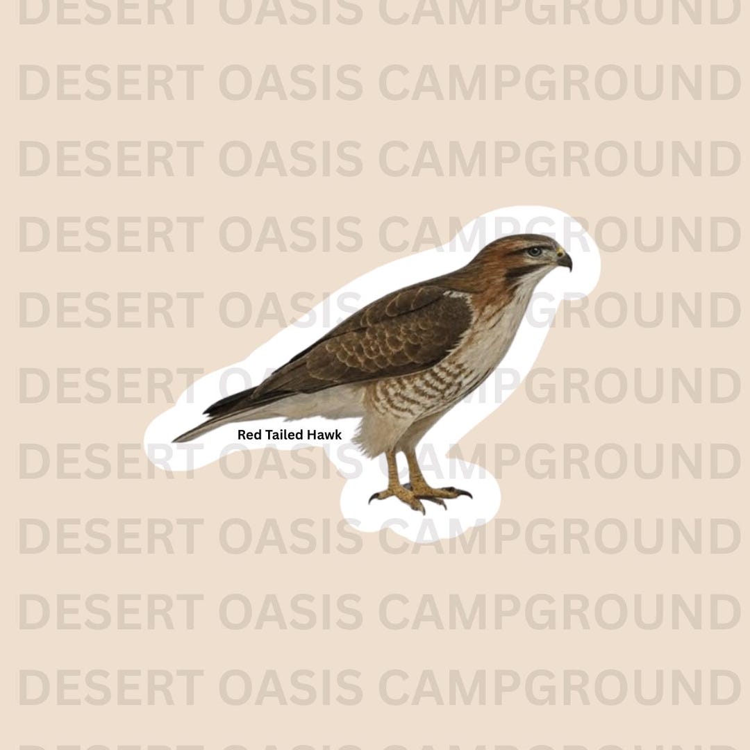 Red Tailed Hawk 2 - Sonoran Desert Sticker - Etsy