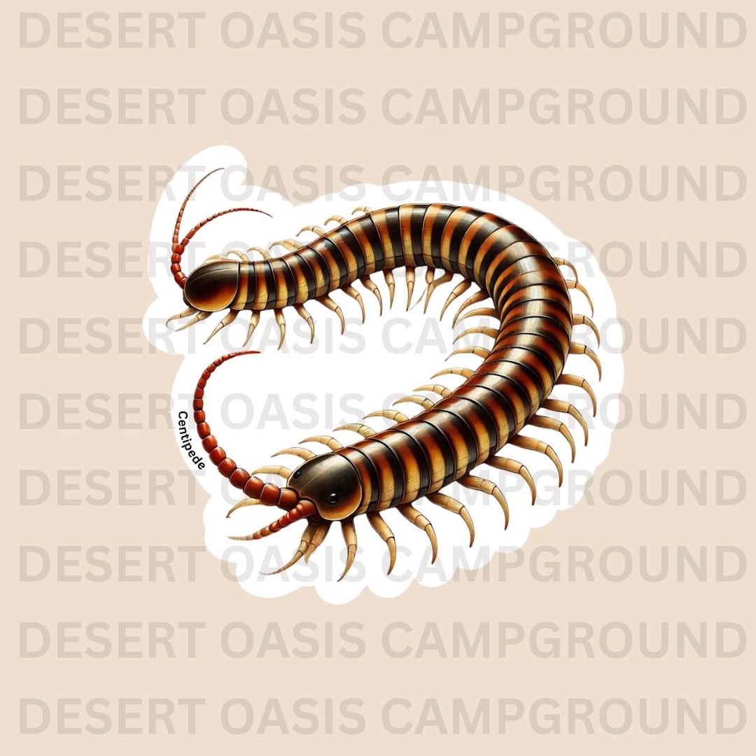Centipede - Sonoran Desert Sticker - Etsy