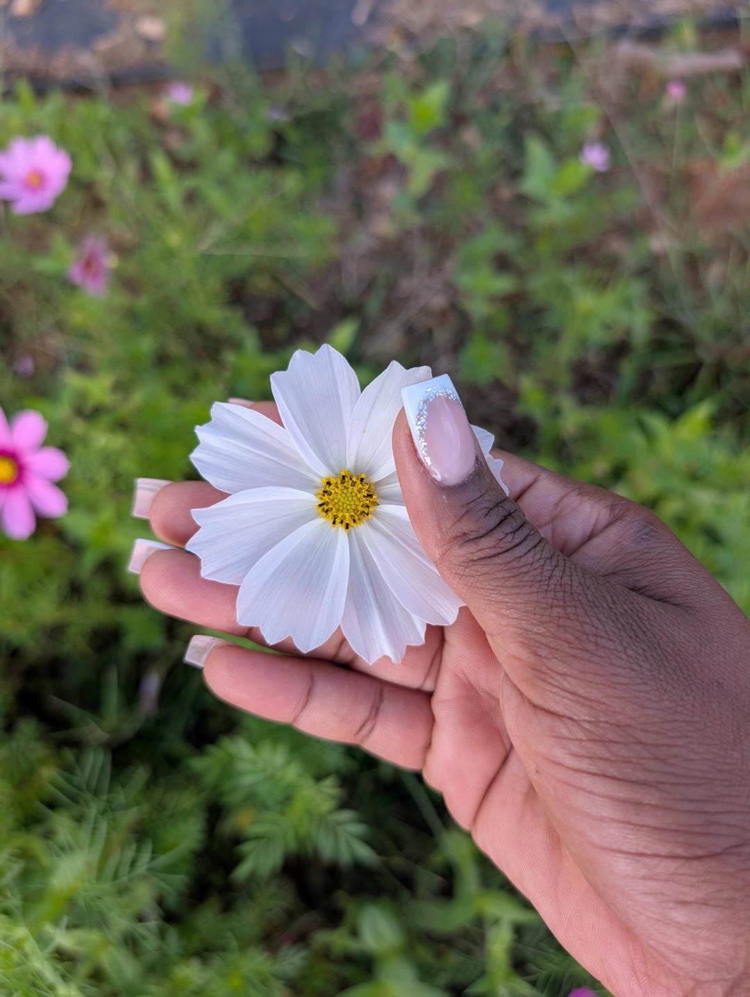 100 Mixed Cosmos Seeds – Pink, White & Magenta – Easy Annual Blooms ...