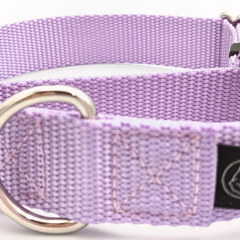 Martingale Collar Whippet - Etsy