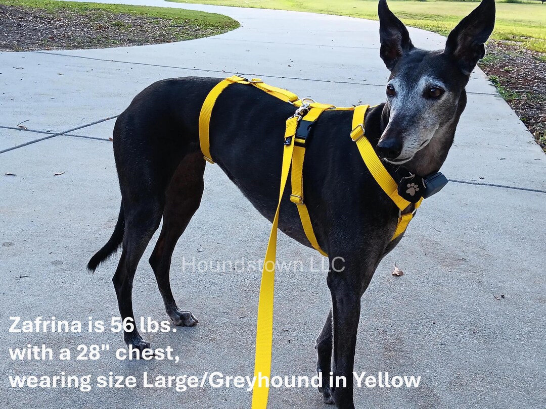Houndstown Safety Banner (3-point) Harness, 24 Colors, 1” Width, Nickel ...