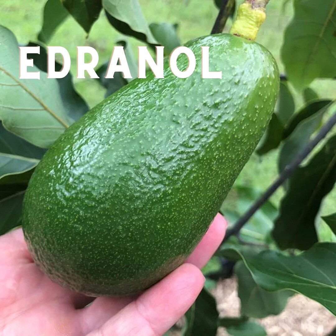 Clonal Rootstock Edranol Avocado Tree - Grafted - Etsy