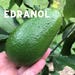 Clonal Rootstock Edranol Avocado Tree - Grafted - Etsy