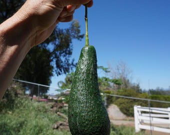 Clonal Rootstock Edranol Avocado Tree - Grafted - Etsy
