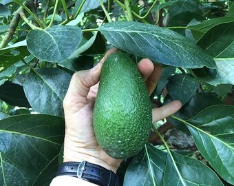 Clonal Rootstock Edranol Avocado Tree - Grafted - Etsy