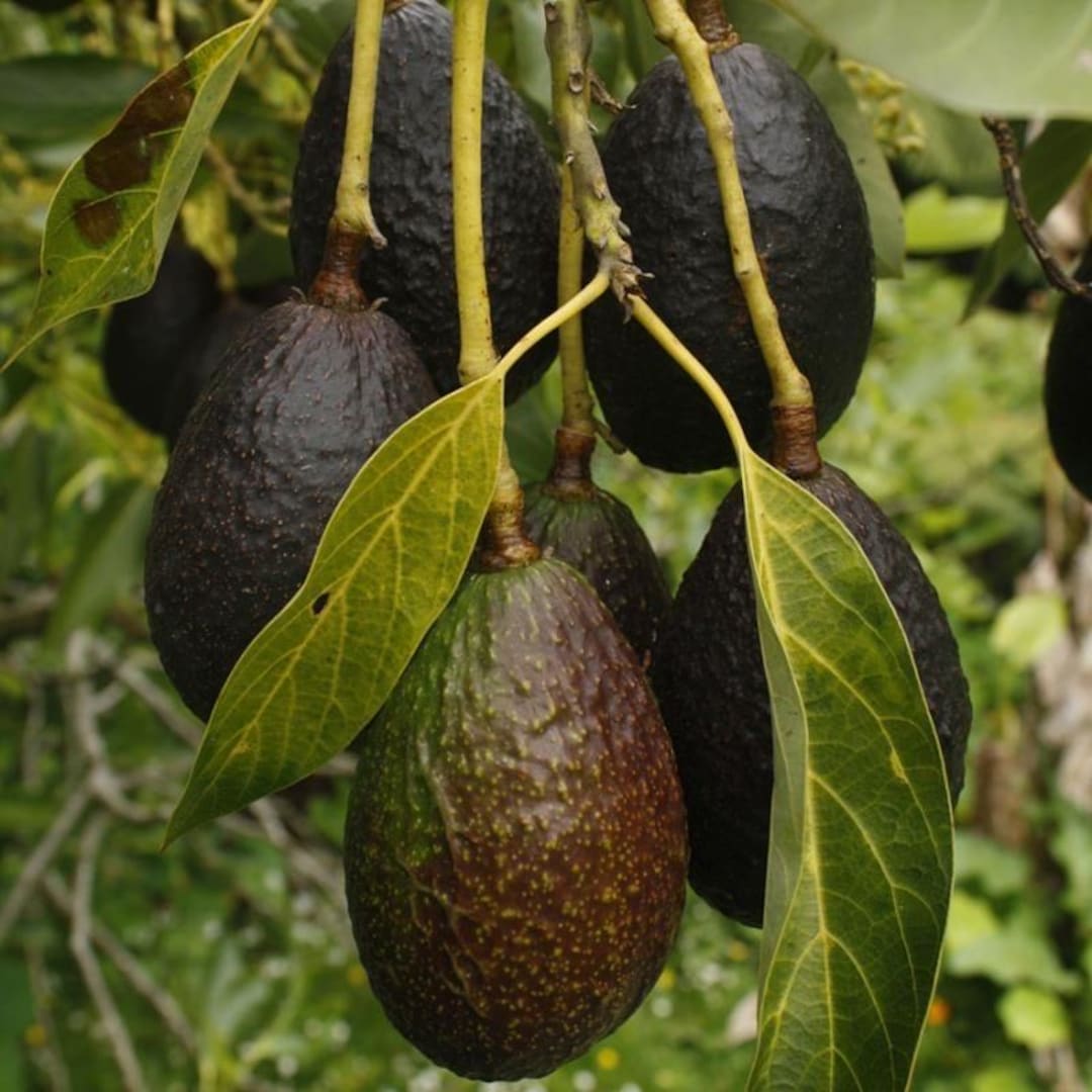 Clonal Rootstock Fuerte Avocado Tree - Grafted - Etsy