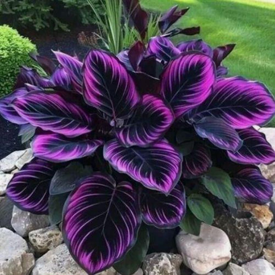 25+ Calathea Seeds the Ultimate Eye-catching Plant Indoor Beauty ...