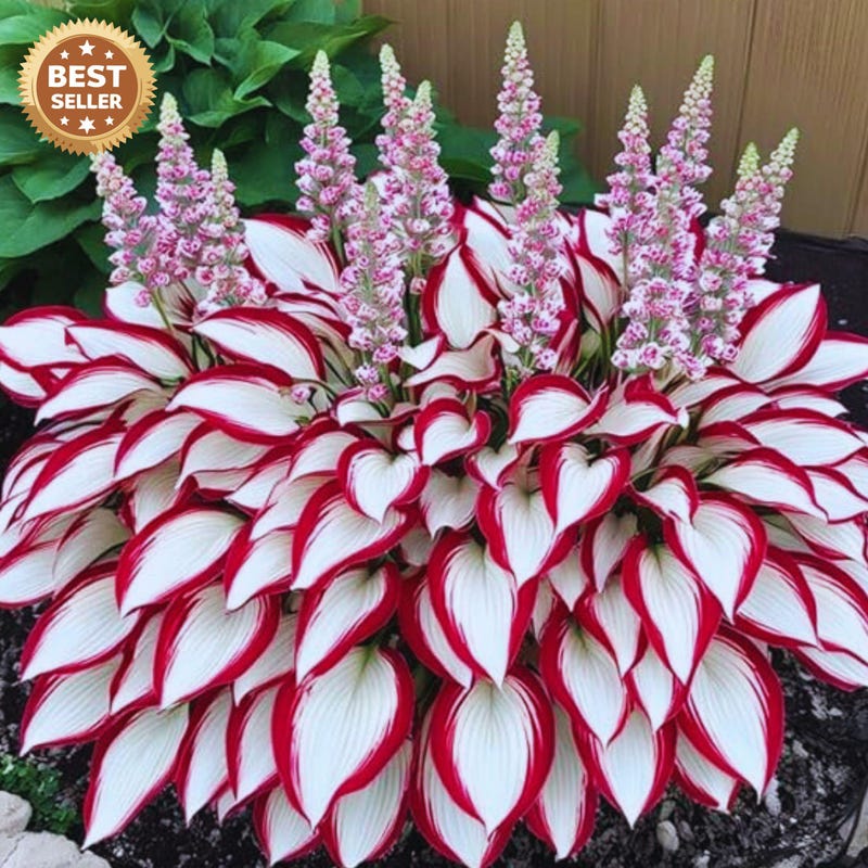 Rare Hosta Seeds - Etsy