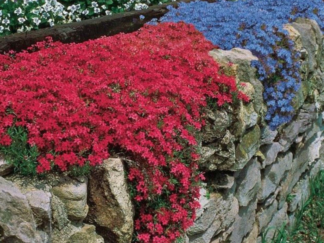 Rock Cress Cascade Mix | Aubrieta Cultorum Hybrida | Rockery Flower ...