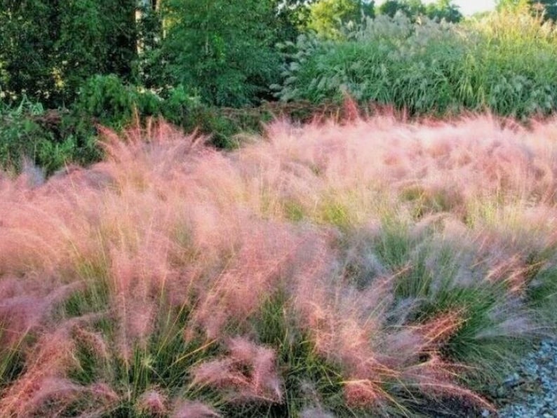 Pink Muhly Grass Seeds Perennial Muhlenbergia Capillaris Tropical