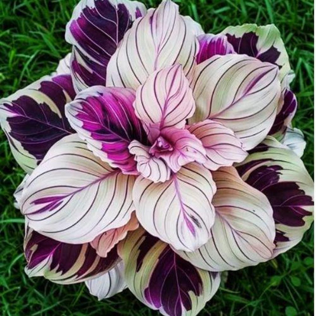 Purple Tip Calathea Flower Seeds Indoor/outdoor Perennial - Etsy Canada