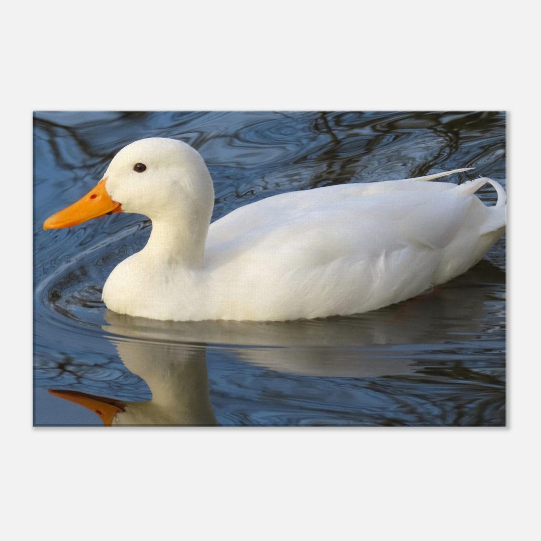 Pekin Duck Bird Photography Canvas Wall Hanging for Home and Office ...