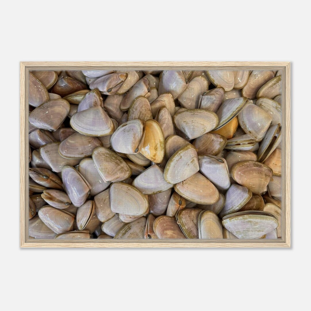 Clamshells Canvas Wall Art: Coastal Beach House Decor - Etsy