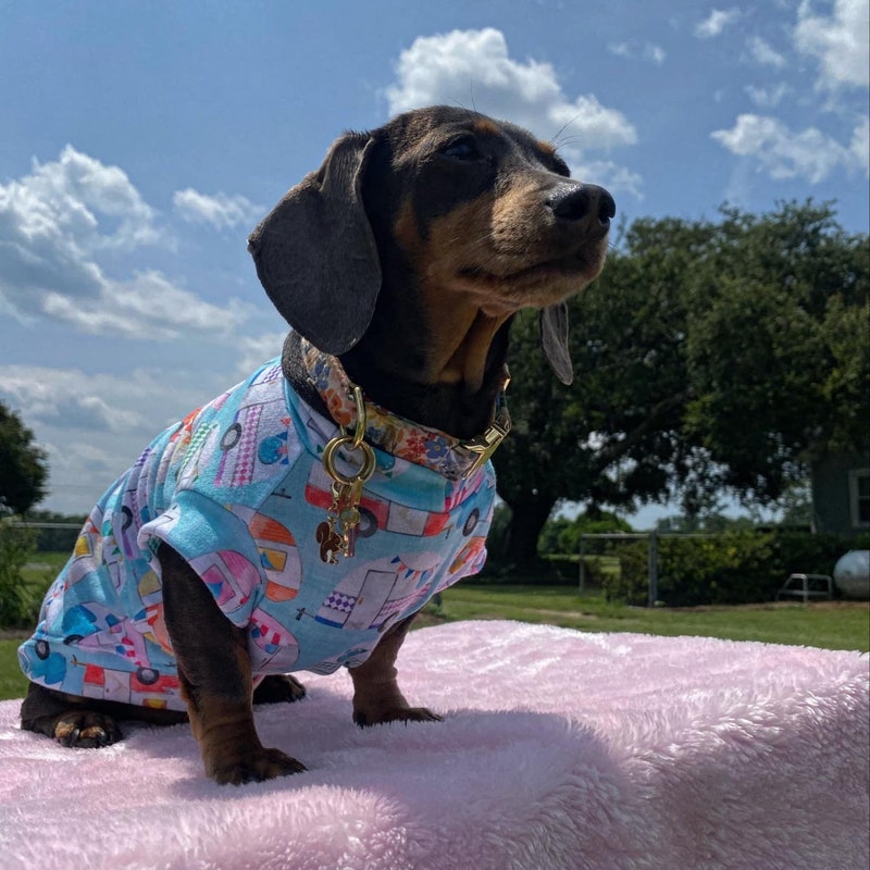 Clothing For Mini Dachshund