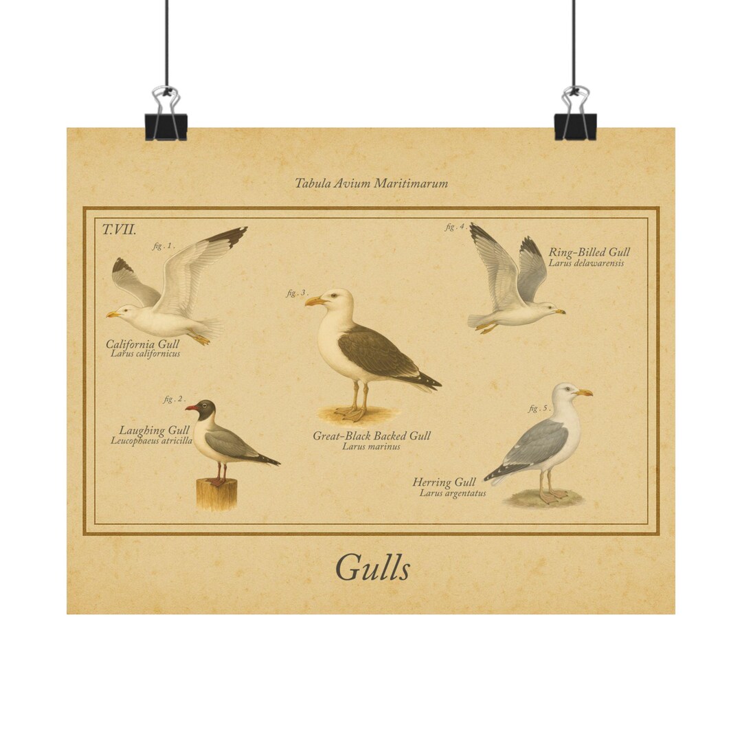 Vintage Gull Field Guide Poster, Nature Lover Wall Decor, Bird ...