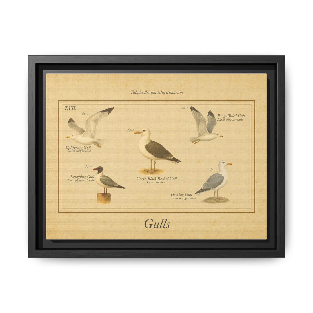 Vintage Seagull Field Guide Matte Framed Artwork, Wall Decor, Home ...