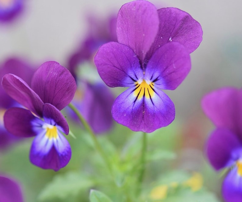 Pink and Violet Interrwined With Gold - Etsy