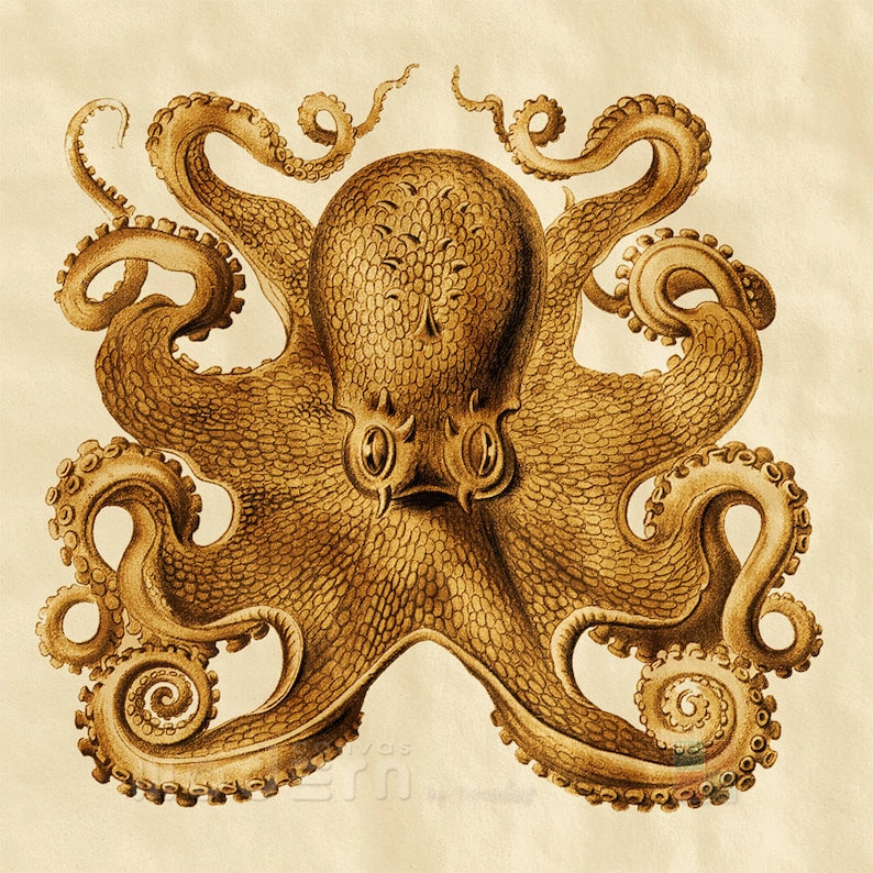 Octopus Collection Ernst Haeckel Reproduction 4 Panel | Etsy