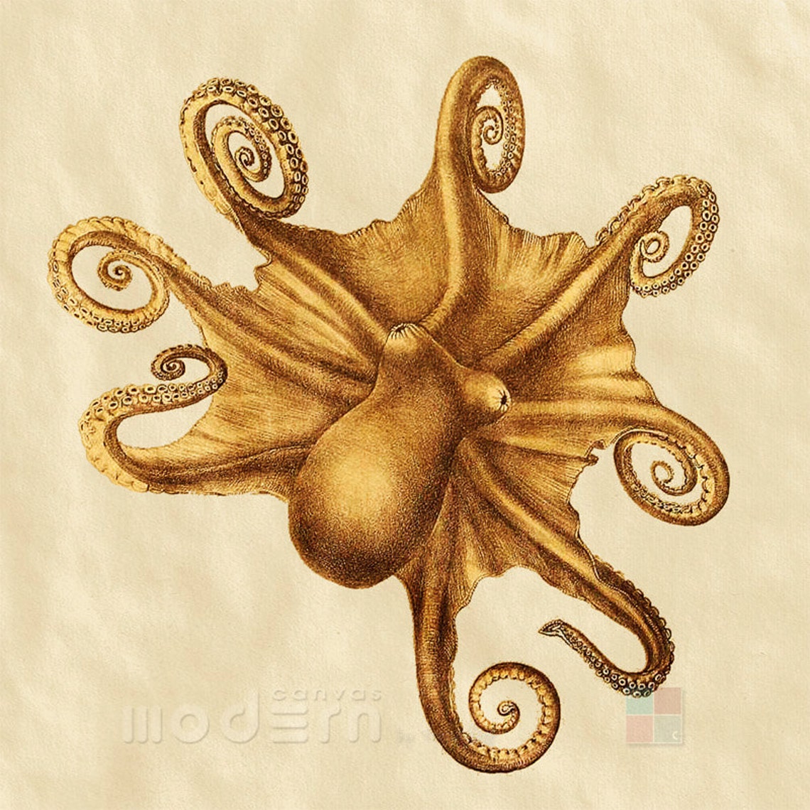 Octopus Collection Ernst Haeckel Reproduction 4 Panel | Etsy