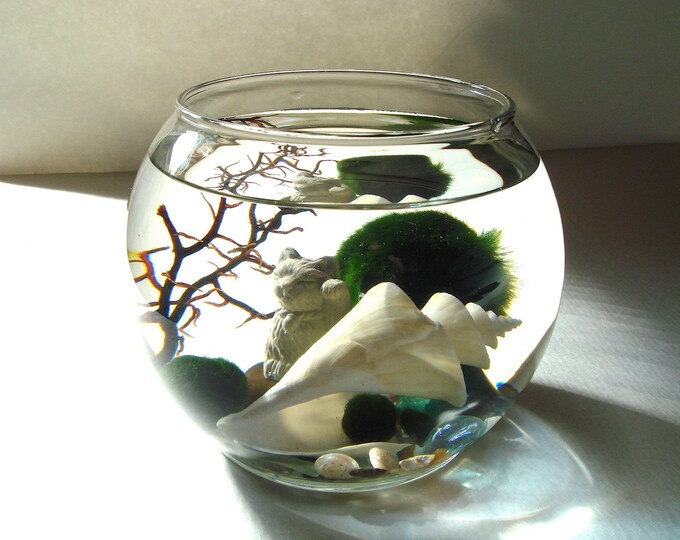 Terrarium Japan Wonder Shell Maneki Neko Lucky Cat and Marimo - Etsy