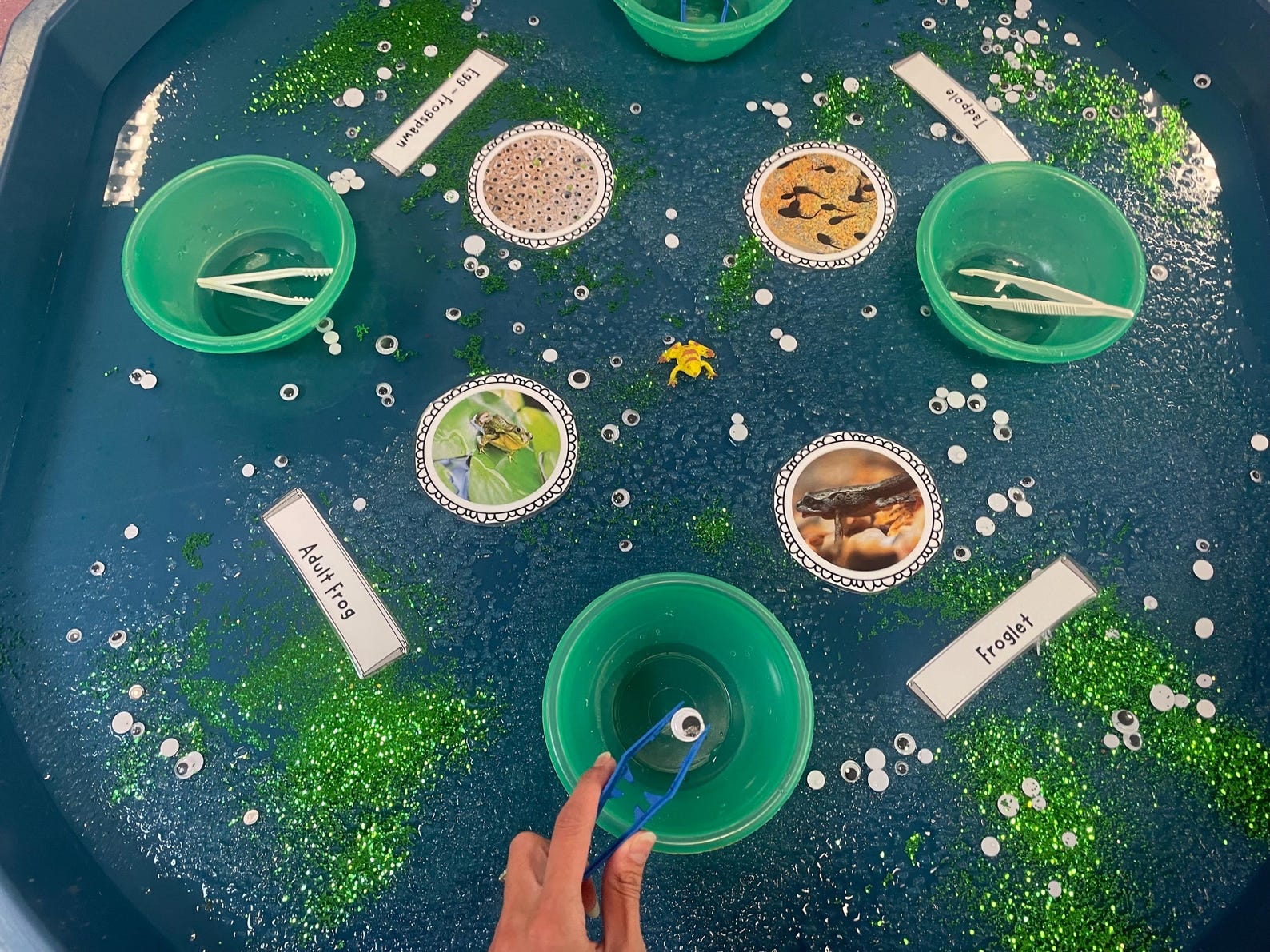 Life Cycle Sorting Cards/activity With Labels – Realistic Images | Frog ...