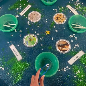 Life Cycle Sorting Cards/activity With Labels – Realistic Images | Frog ...