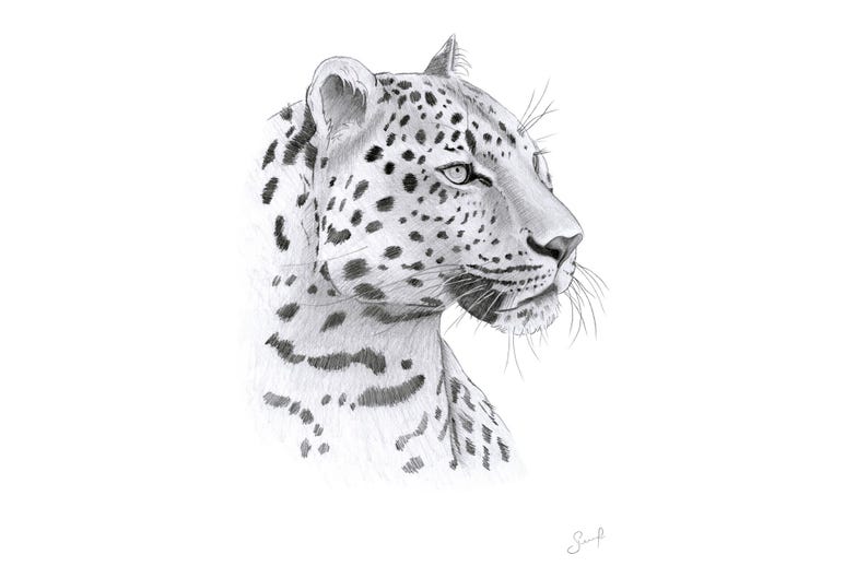 PRINT Leopard - Graphite Pencil Drawing - Wall Art Print - Digital ...