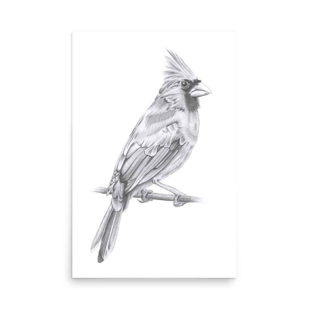 Northern Cardinal Bird Pencil Drawing, Cardinal Bird Art Print, Bird ...