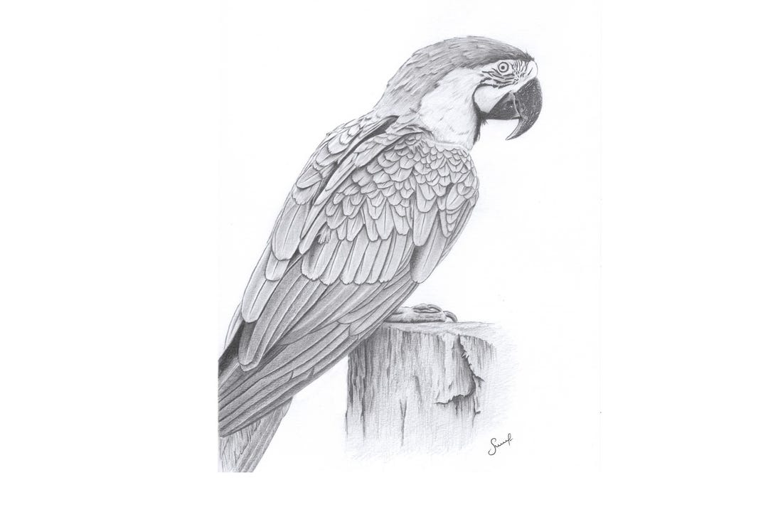 Original Parrot Pencil Drawing - Birds Drawing - Pencil Art - Bird Wall ...