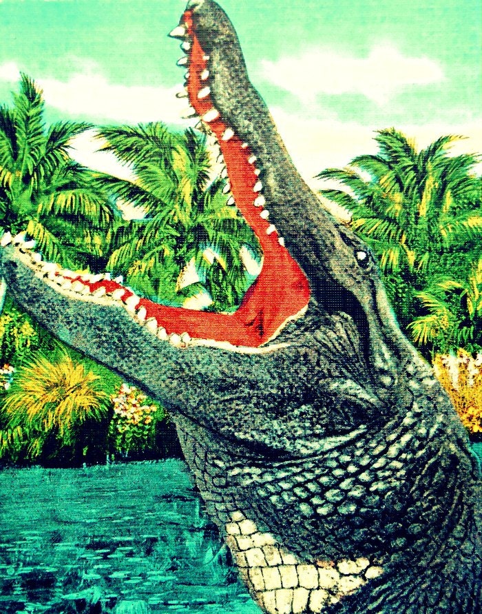Retro Alligator Art Print, Vintage Florida Gator, Coastal Decor - Etsy