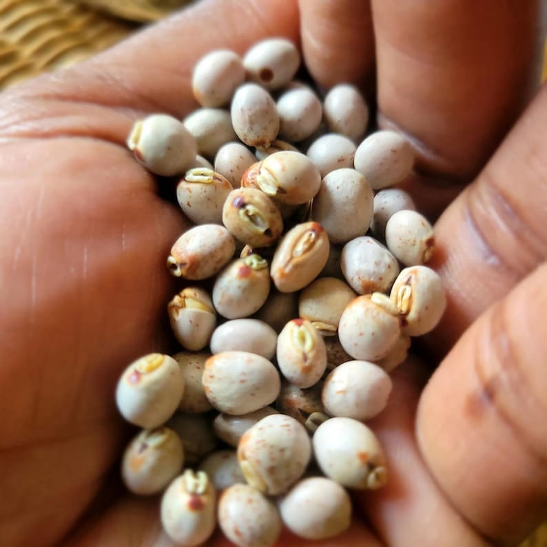 Pwa Kongo Sèch , Pigeon Peas. - Etsy