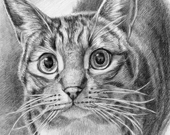 Custom Cat Portrait: Original Graphite Pencil Pet Drawing - Etsy Canada