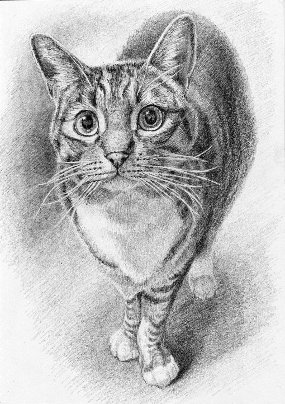 Custom Cat Portrait, Handmade Pet Graphite Pencil Drawing From Photo ...