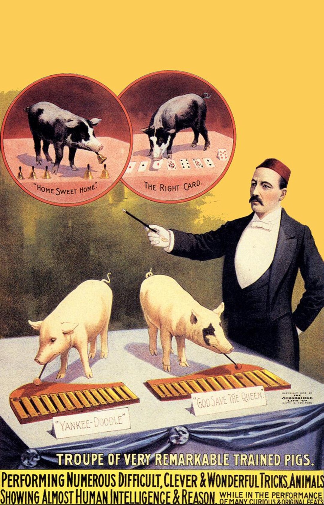 Circus Remarkable Trained Pigs Playing Musical Instruments Performing ...