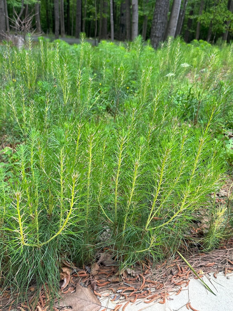 100 Pine Tree Seedlings - Etsy