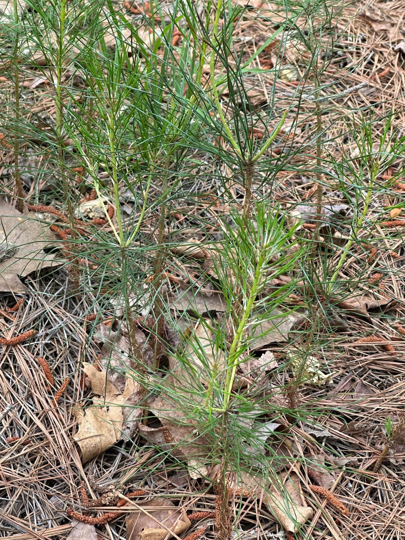 100 Pine Tree Seedlings - Etsy