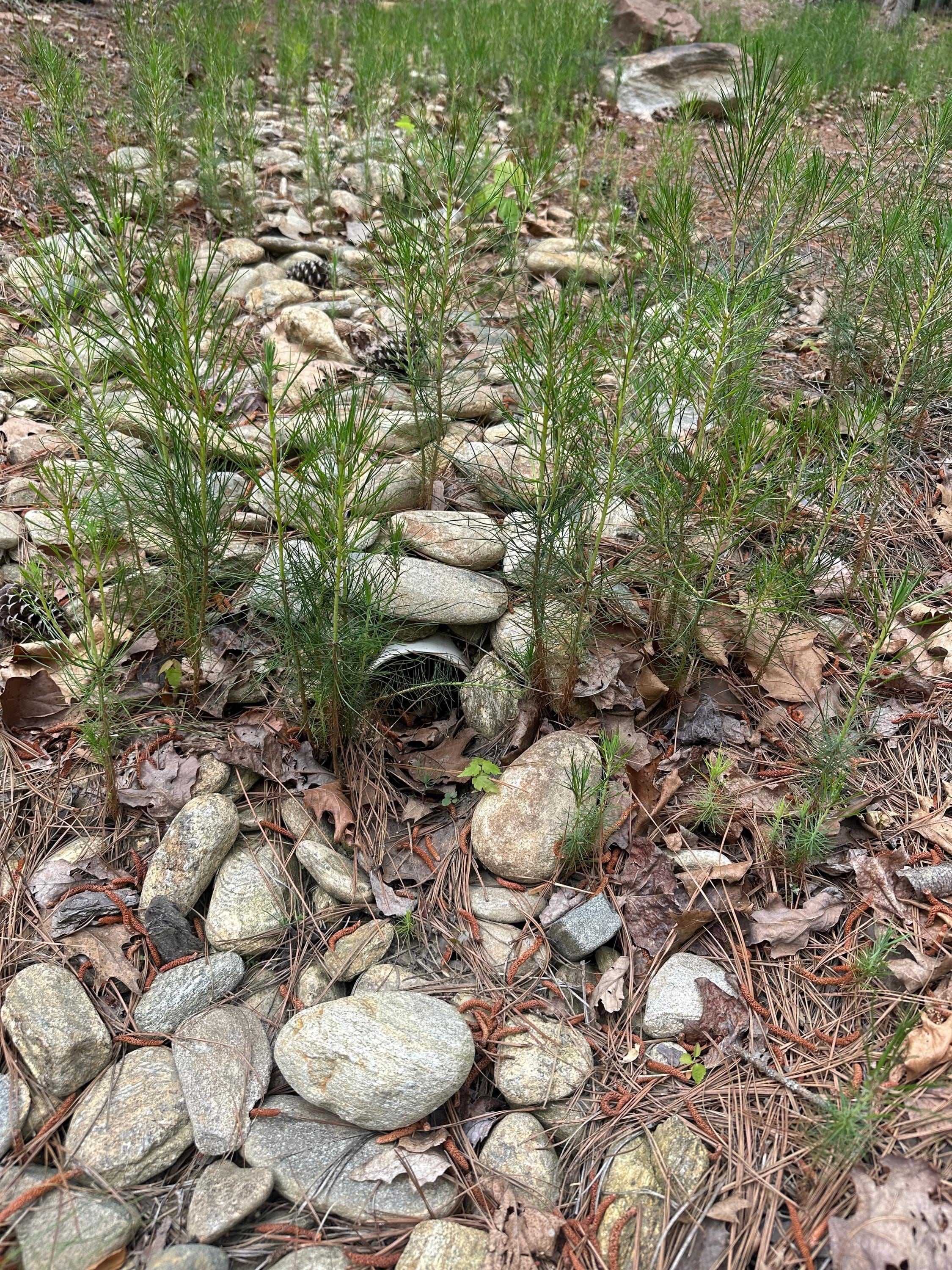 20 Pine Tree Seedlings, Great Birthday Party Favors. - Etsy