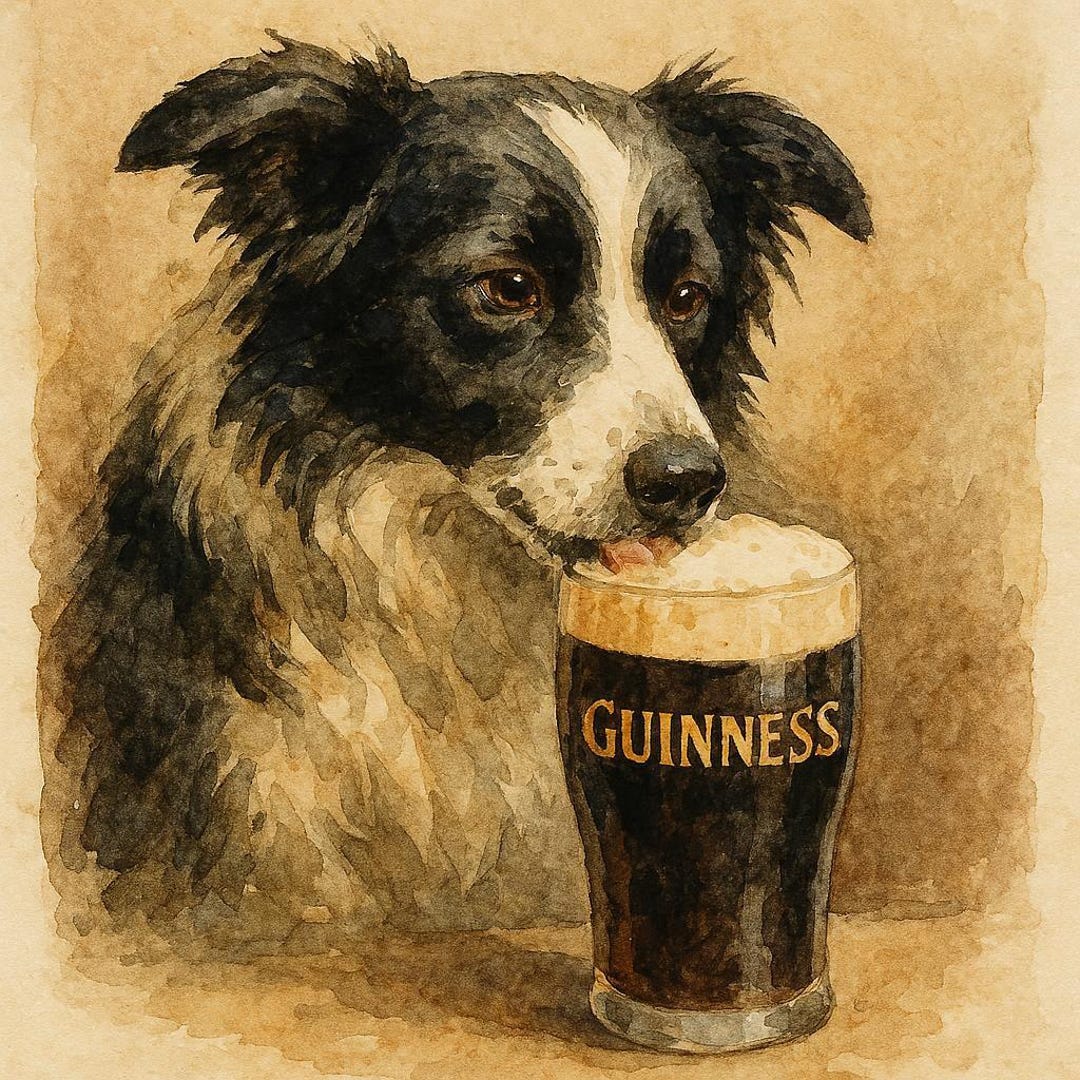 Border Collie Drinking Guinness | Guinness Poster | Funny Vintage ...