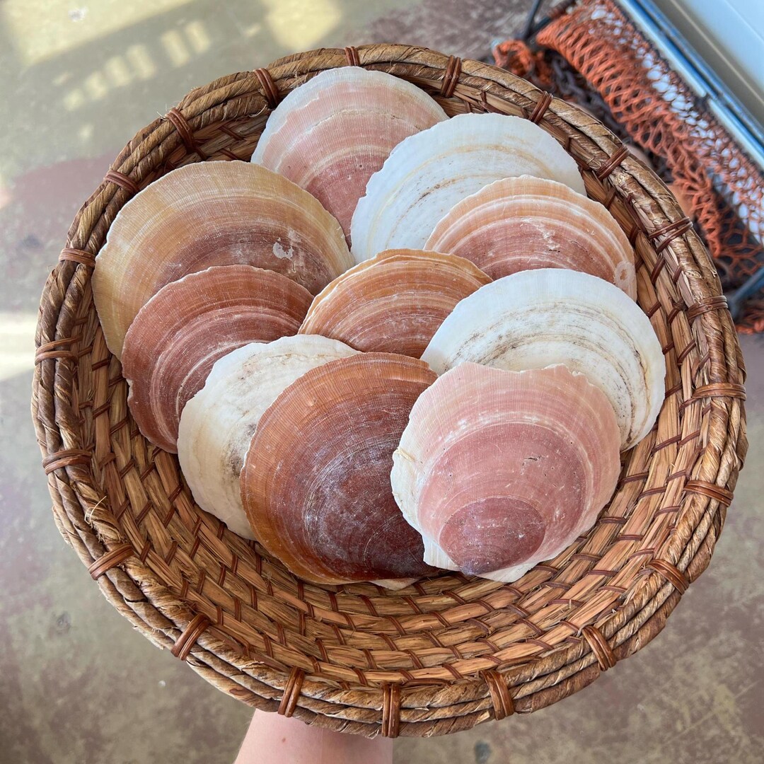 SSF Small Scallop Shell Bundle - Etsy